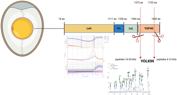 Unravelling the potential of yolkin for nutraceutical use: the origin ...