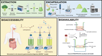 Microencapsulation of broccoli sulforaphane using whey and pea protein ...
