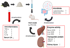 Mulberry (Fructus mori) extract alleviates hyperuricemia by regulating ...