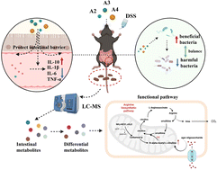 Multi-omics analysis reveals that agaro-oligosaccharides with different ...