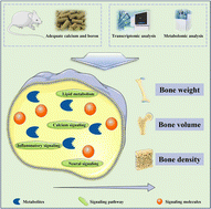 Integrated transcriptomics and untargeted metabolomics reveal bone ...