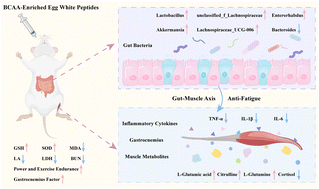 Multi-omics analysis reveals the anti-fatigue mechanism of BCAA ...
