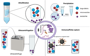 Camel milk extracellular vesicles/exosomes: a fascinating frontier in ...
