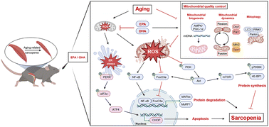 Differential effects of EPA and DHA on aging-related sarcopenia in mice ...