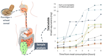 Food microstructure and protein digestion in the human gastrointestinal ...