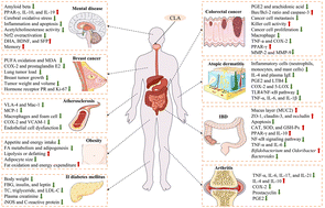 Exploiting conjugated linoleic acid for health: a recent update - Food & Function (RSC Publishing)