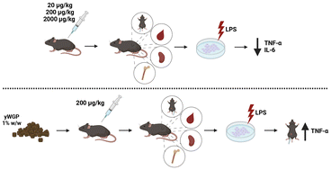 Induction of endotoxin tolerance in murine monocyte and macrophage cell ...