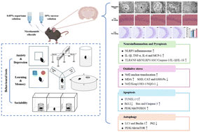 Nicotinamide riboside alleviates sweeteners-induced brain and cognitive ...