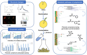 Mechanism of the release and transformation of polyphenols during ...