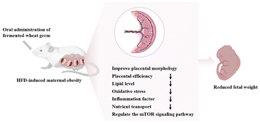Effects of fermented wheat germ on the placenta of high-fat diet ...