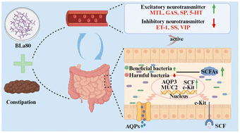 Bifidobacterium animalis subsp. lactis BLa80 alleviates constipation in ...