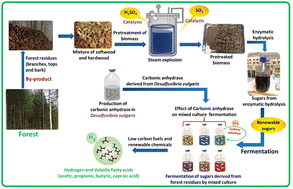Carbonic anhydrase assisted acidogenic fermentation of forest residues ...