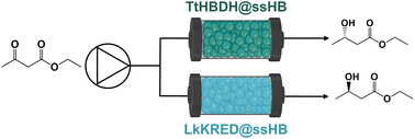 Enantiodivergent biosynthesis of β-hydroxy esters by self-sufficient ...