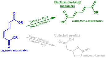 Solvent-driven isomerization of muconates in DMSO: reaction mechanism ...