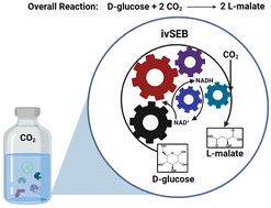 Green method of synthesizing l-malate from d-glucose via CO2 fixation ...