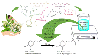 Hydrophobic deep eutectic solvents as emerging green reaction media for ...
