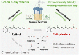 Biosynthesis of retinyl esters in Yarrowia lipolytica through metabolic ...