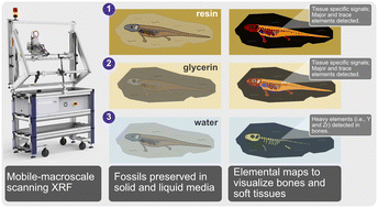 Application of mobile-macroscale scanning X-ray fluorescence (mobile-MA ...