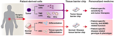 Reconstitution of human tissue barrier function for precision and ...