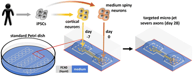 A fluid-walled microfluidic platform for human neuron microcircuits and ...