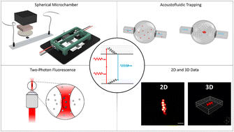 Two-photon microscopy of acoustofluidic trapping for highly sensitive ...