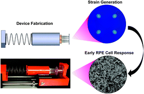 Applying low levels of strain to model nascent phenomenon of retinal ...