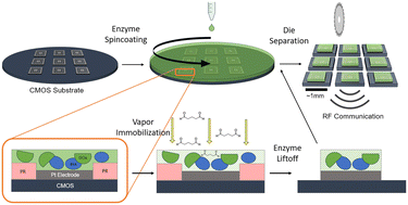 Patterned thin film enzyme electrodes via spincoating and ...