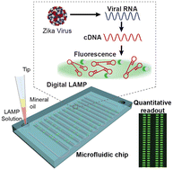 Development of a self-powered digital LAMP microfluidic chip (SP-dChip ...