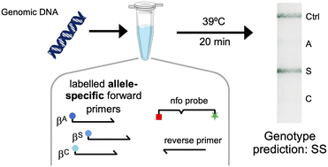 A multiplexed, allele-specific recombinase polymerase amplification ...