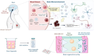 Impact of brain organoid-derived sEVs on metastatic adaptation and ...