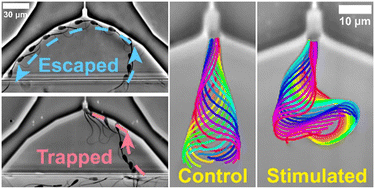 Microfluidic sperm trap array for single-cell flagellar analysis with ...