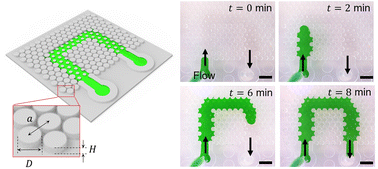 PoroFluidics: deterministic fluid control in porous microfluidics - Lab ...