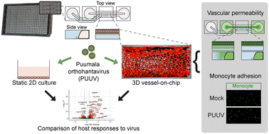 A three-dimensional vessel-on-chip model to study Puumala ...