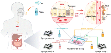 Revealing transport, uptake and damage of polystyrene microplastics ...