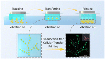 Advancing cellular transfer printing: achieving bioadhesion-free ...