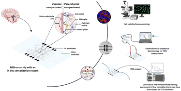 Real-time monitoring of a 3D blood–brain barrier model maturation and ...