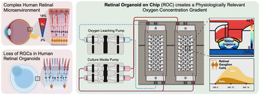 Retinal organoid chip: engineering a physiomimetic oxygen gradient for ...