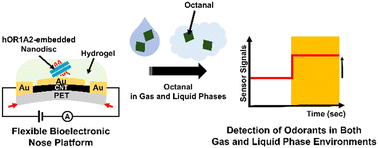 Flexible bioelectronic nose based on olfactory receptor/hydrogel hybrid ...