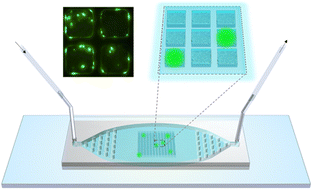Microfluidic digital focus assays for the quantification of infectious ...