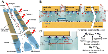 Liquid metal electrodes enabled cascaded on-chip dielectrophoretic ...