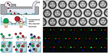 Highly efficient combination of multiple single cells using a deterministic single-cell ...