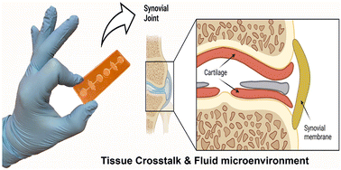 The effect of cyclic fluid perfusion on the proinflammatory tissue ...