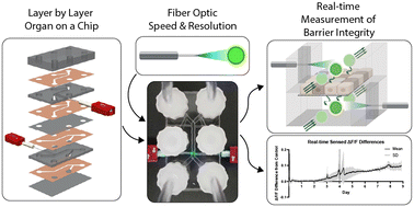 In situ monitoring of barrier function on-chip via automated, non ...