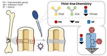 Ternary thiol–ene systems as high-performance bone adhesives for ...
