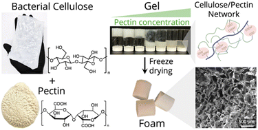 Modifying bacterial cellulose dispersions with deep eutectic solvent ...