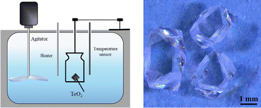 Low-temperature aqueous solution growth of the acousto-optic TeO2 ...