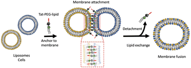 Cell membrane fusion induced by surface modification with cell ...