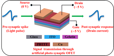 The human brain-inspired light-stimulated gelatin-biopolymer gated ...