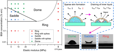 Soft PDMS-mediated formation of bovine serum albumin 3D coffee stain ...