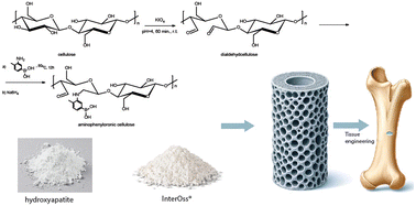 Integrating hydroxyapatite and bovine bone mineral into cellulose ...